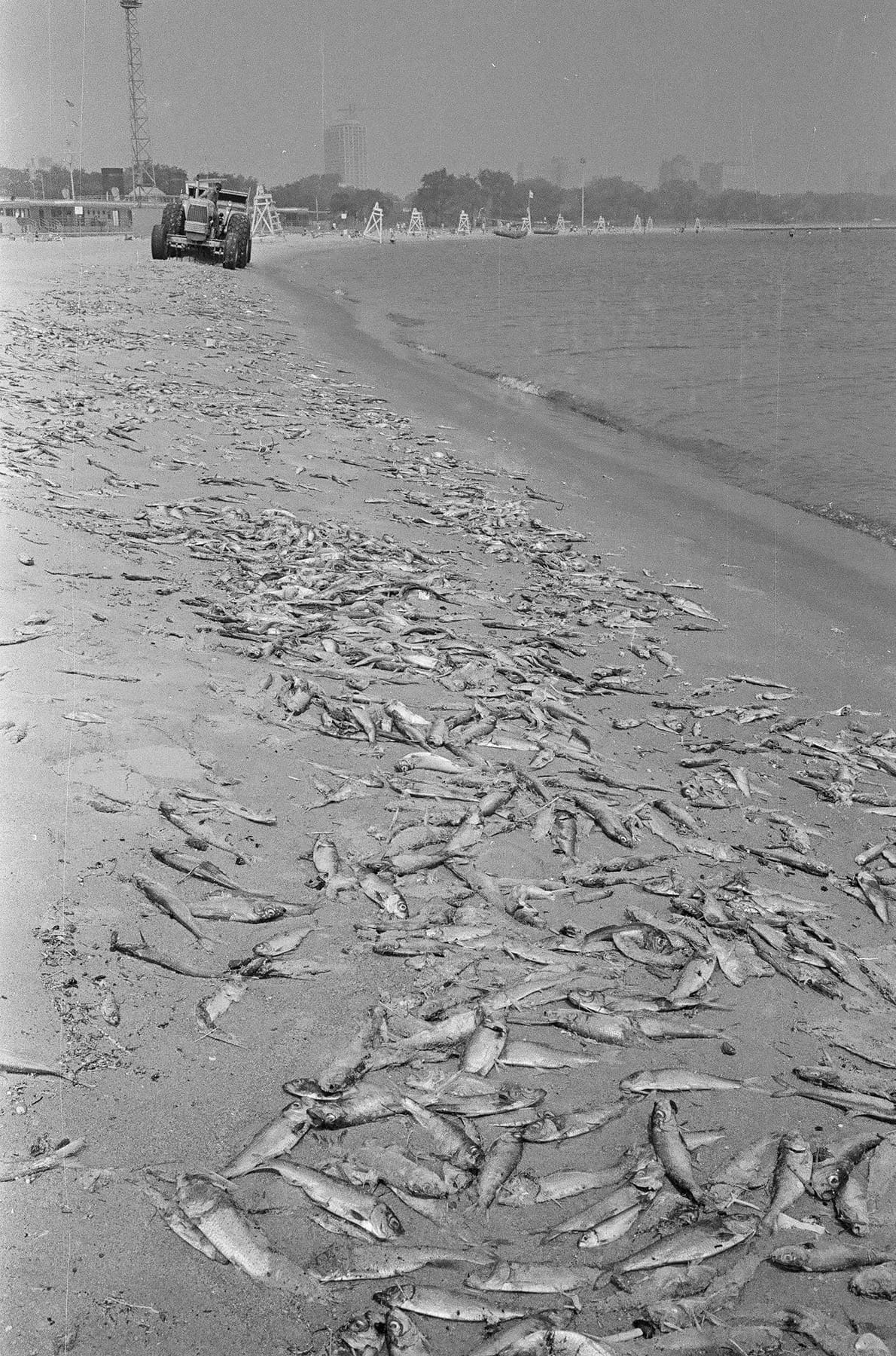 From Stinky to Creepy, These are the Invasive Species That Have ...