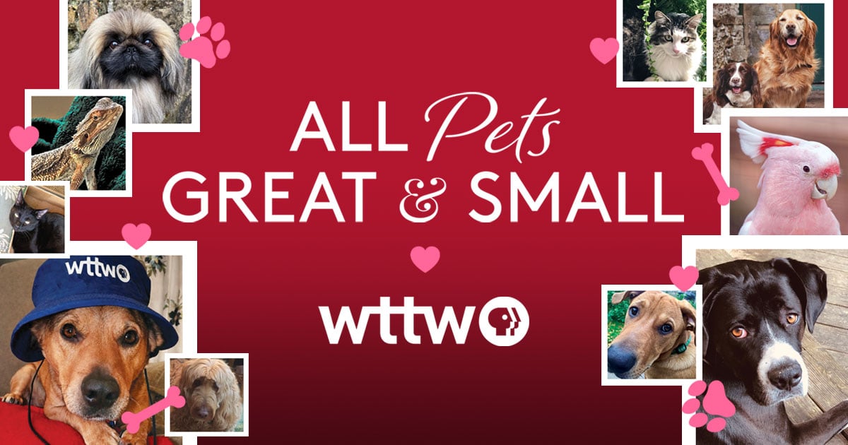 Celebrate Your Pet with WTTW | WTTW Chicago