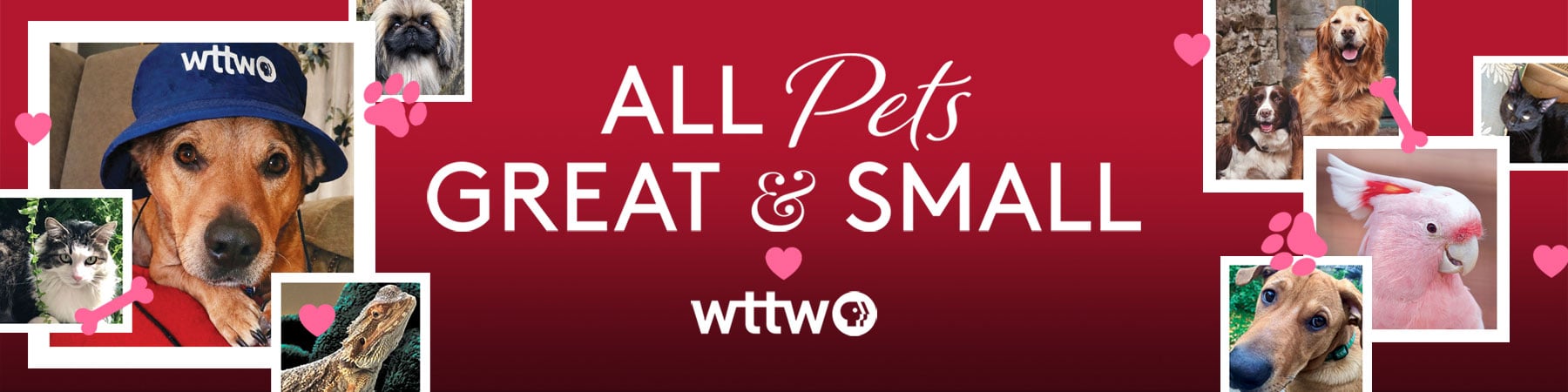Celebrate Your Pet with WTTW | WTTW Chicago