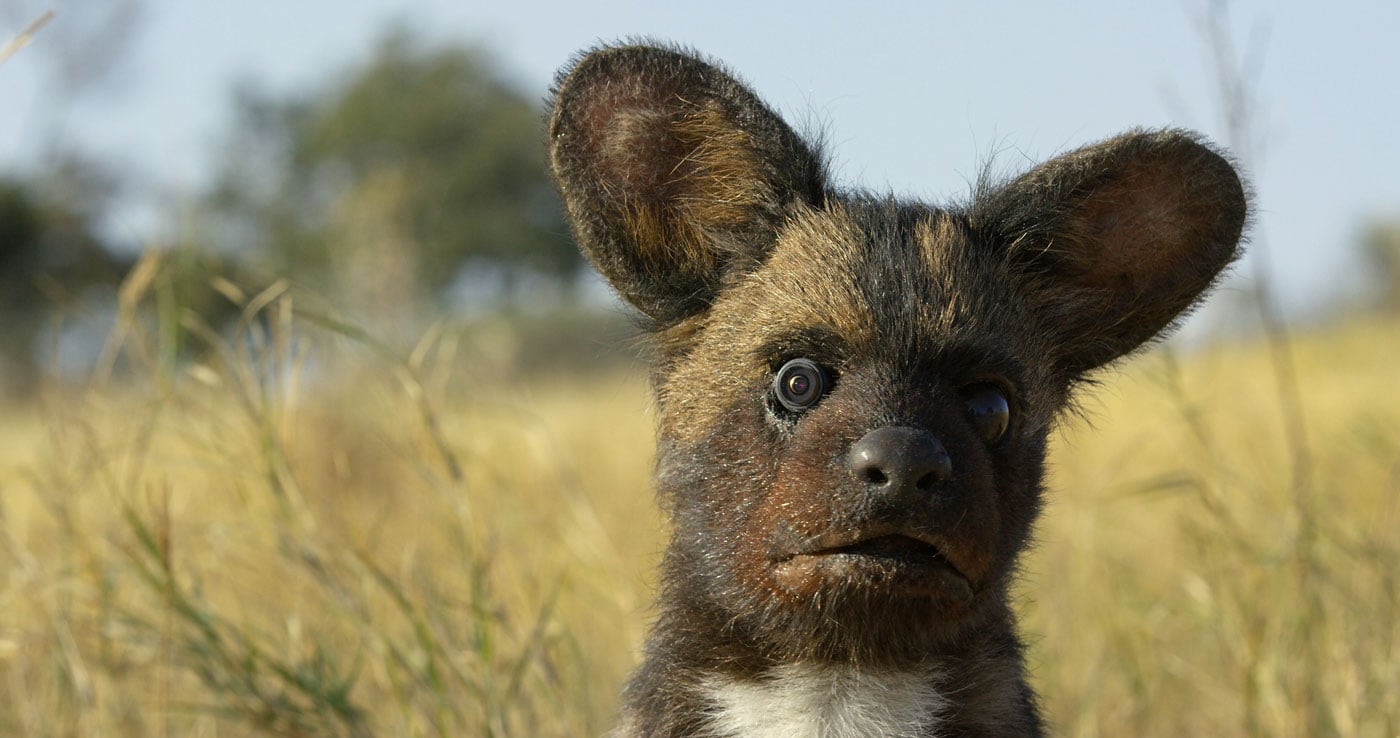 The Secret Life of Animals: An Interview with a Producer of 'Spy in the ...