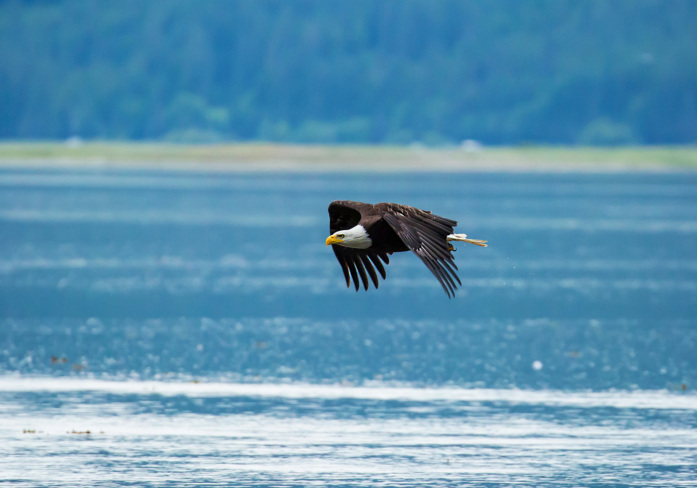 Wild Alaska Live | WTTW Chicago