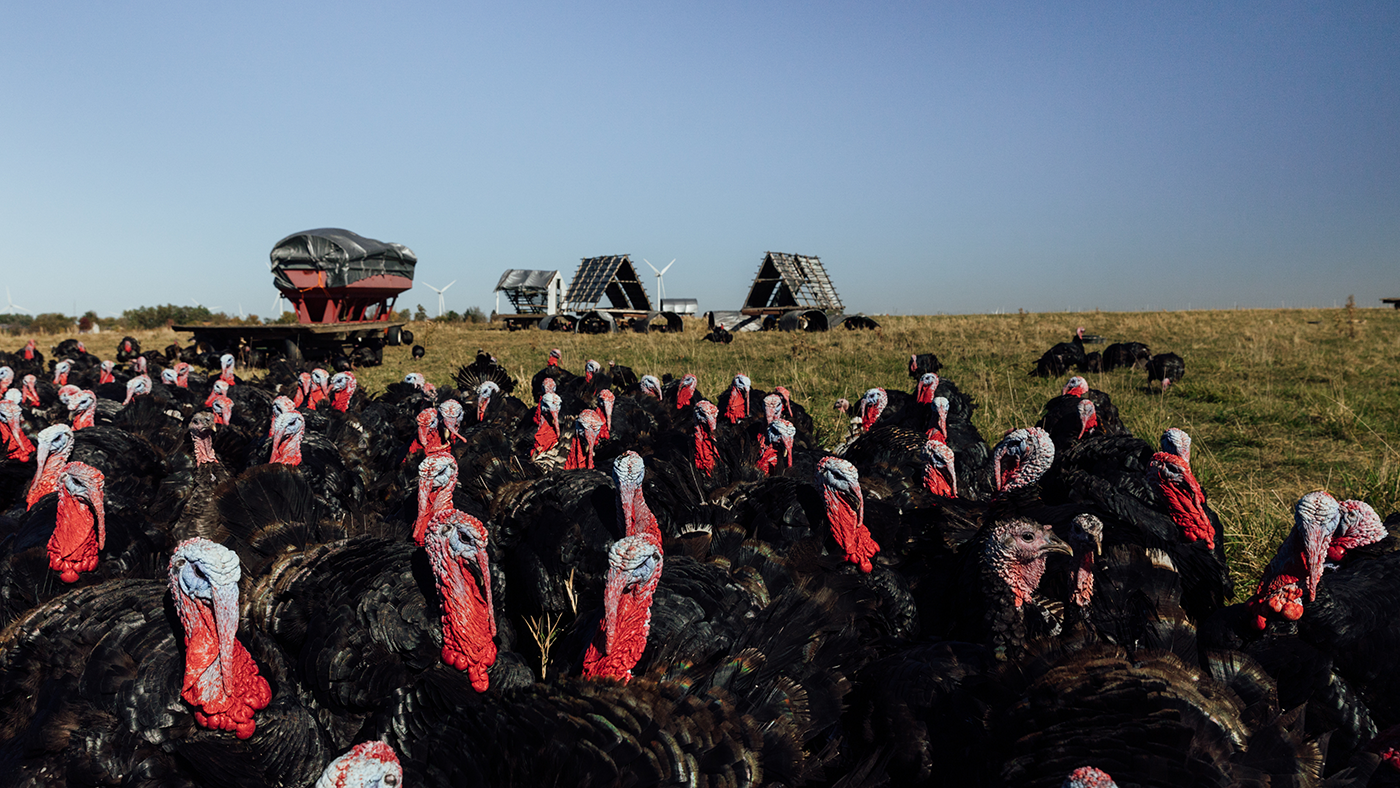What Your Thanksgiving Turkey Ate Matters. See How One Illinois Farm ...
