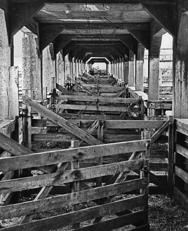 Union Stockyards Close | WTTW Chicago